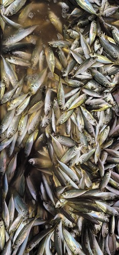 小アジ約50g約7k約7kg(沿岸)【業務用の鮮魚仕入れならウーオ】