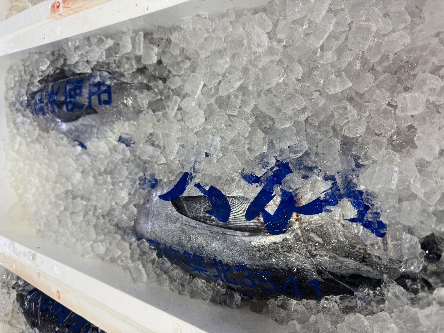 活〆コシナガマグロ2入約7.6kg(定置)【業務用の鮮魚仕入れならウーオ】