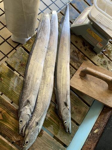 神経〆タチウオ中3入約2.5kg(定置) | UUUO(ウーオ)