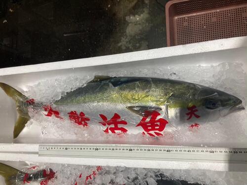 ブリ10/11k1入約10kg(定置)【業務用の鮮魚仕入れならウーオ】