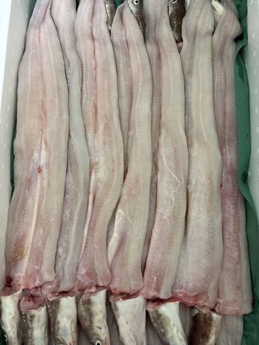 アナゴ14-15約3kg(底曳)【業務用の鮮魚仕入れならウーオ】