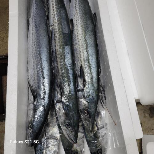 サワラ中1.61キロ～1.67キロ6入約9.8kg【業務用の鮮魚仕入れならウーオ】