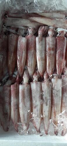 ヤリイカ2段半4.5kg前後22入約4.5kg(底曳)【業務用の鮮魚仕入れならウーオ】