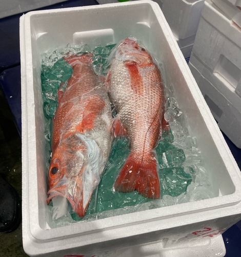 アカムツ5/6入約3kg(刺網)【業務用の鮮魚仕入れならウーオ】