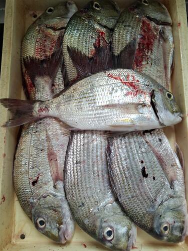 ヘダイ7入約7.6kg(底曳)【業務用の鮮魚仕入れならウーオ】