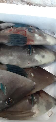 活〆ウマヅラハギ9入約4.1kg(定置)【業務用の鮮魚仕入れならウーオ】