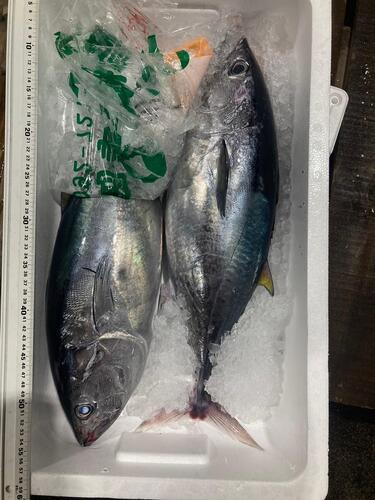 ヨコワ7.5/8.5k3入約7.5kg【業務用の鮮魚仕入れならウーオ】