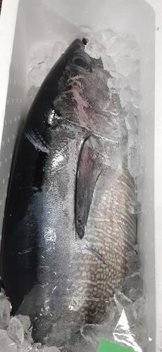 メジマグロ(定置)【業務用の鮮魚仕入れならウーオ】