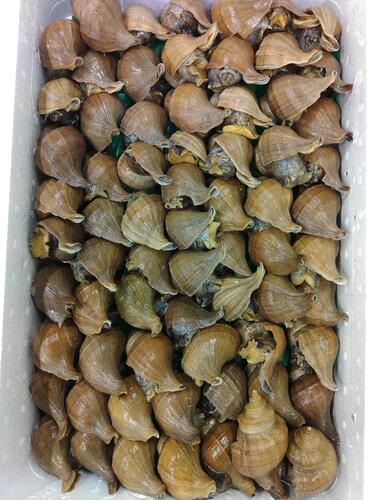 赤ツブ貝約35-45玉約5kg約5kg(沿岸)【業務用の鮮魚仕入れならウーオ】