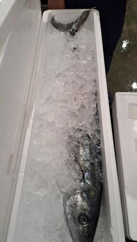 サワラ3/4k1入約3kg(釣)【業務用の鮮魚仕入れならウーオ】