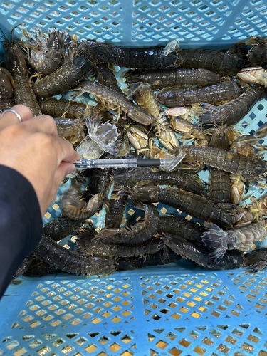 シャコ約3.5kg(沿岸) | UUUO(ウーオ)