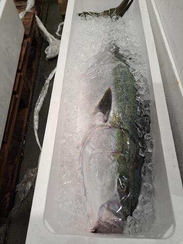 ブリ7〜8k1入約7kg(定置)【業務用の鮮魚仕入れならウーオ】