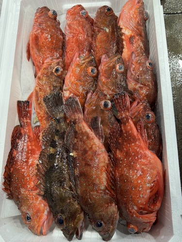 活〆カサゴ14入約5.2kg(釣)【業務用の鮮魚仕入れならウーオ】