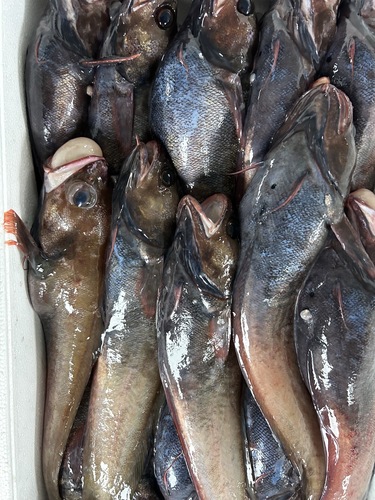 ドンコ15入約5kg(沿岸) | UUUO(ウーオ)