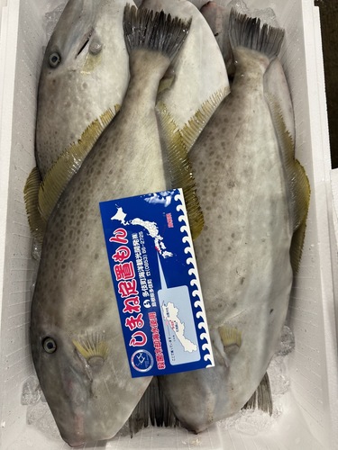 ウスバハギ5入約5.2kg(定置) | UUUO(ウーオ)