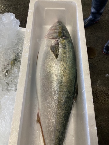 ブリ8/9k1入約8kg(定置)【業務用の鮮魚仕入れならウーオ】