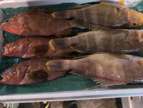 鮮魚BOX6入約2.3kg(釣) | UUUO(ウーオ)