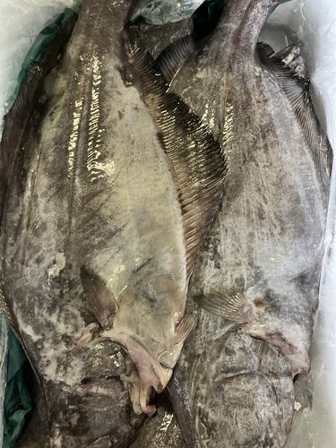 カラスガレイ2-3kg2入約6kg(釣)【業務用の鮮魚仕入れならウーオ】