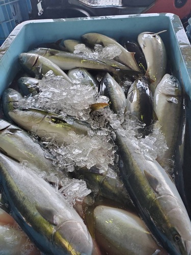 ワラサ15-16k台2入約15.5kg(定置)【業務用の鮮魚仕入れならウーオ】