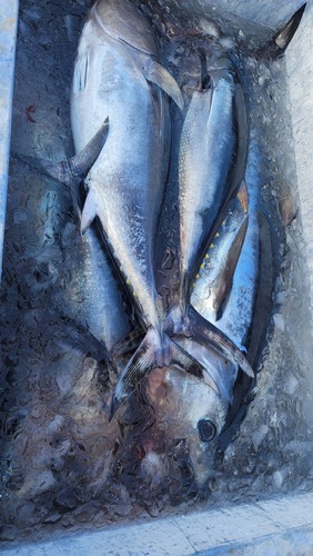 メジマグロ約7-9kg 1入約8kg(延縄)【業務用の鮮魚仕入れならウーオ】