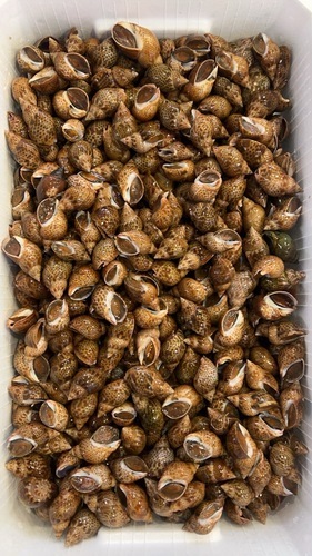 本バイ約5.5kg(カゴ)【業務用の鮮魚仕入れならウーオ】