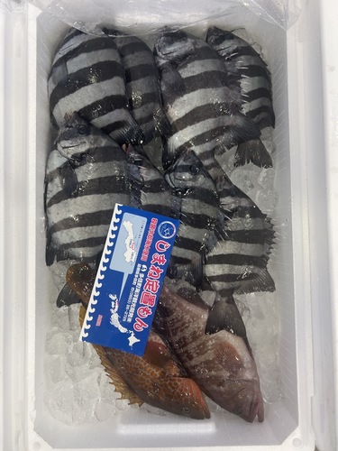 鮮魚BOX約2.5kg(定置) | UUUO(ウーオ)