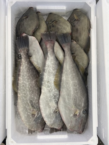 鮮魚BOX約5kg(定置) | UUUO(ウーオ)