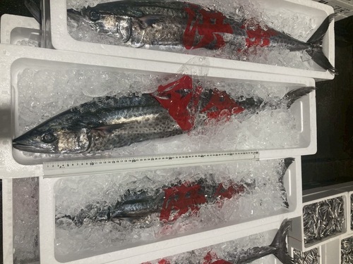サワラ2入約7kg(定置)【業務用の鮮魚仕入れならウーオ】
