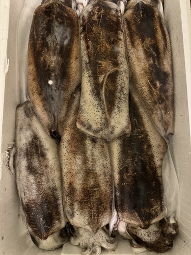 冷凍アオリイカ6入約5.7kg(定置) | UUUO(ウーオ)