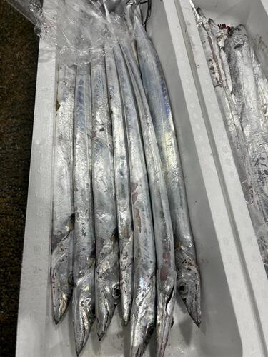 タチウオ7入約3kg(沿岸)【業務用の鮮魚仕入れならウーオ】