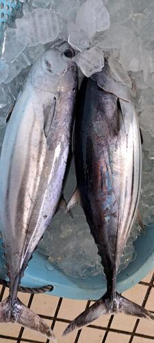 カツオ中2入約7.3kg(釣) | UUUO(ウーオ)