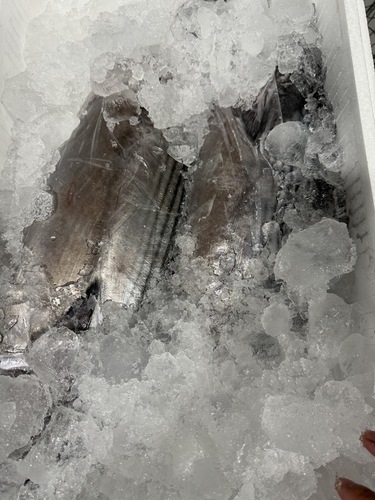 活〆ハガツオ脂ノリノリ 6㌔⤴︎2入約6kg(巻網)【業務用の鮮魚仕入れならウーオ】