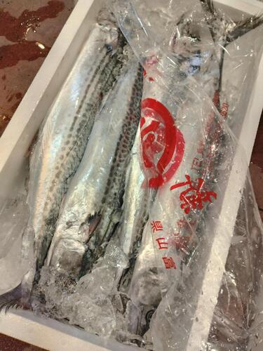 サゴシ5入約5kg(定置)【業務用の鮮魚仕入れならウーオ】