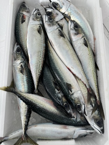 マサバ12入前後約5.5kg(巻網) | UUUO(ウーオ)