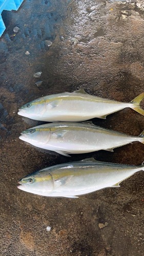 ブリ5/6k1入約5.5kg(定置)【業務用の鮮魚仕入れならウーオ】