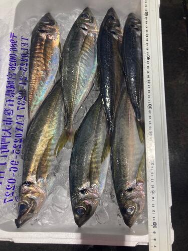 マアジ7/10入約3kg(沿岸)【業務用の鮮魚仕入れならウーオ】