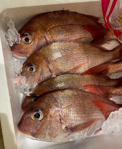 マダイ3k台2入約3kg(沿岸) | UUUO(ウーオ)