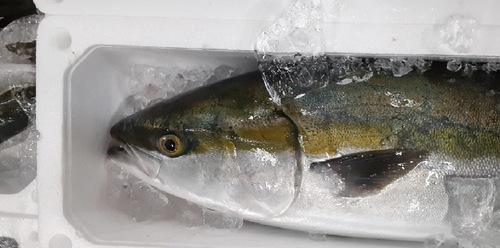 活〆ブリ8/9k1入約8kg(定置)【業務用の鮮魚仕入れならウーオ】