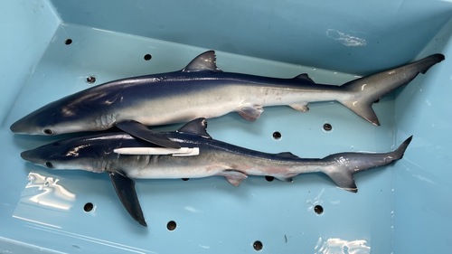 ヨシキリザメ2入約3kg(定置) | UUUO(ウーオ)