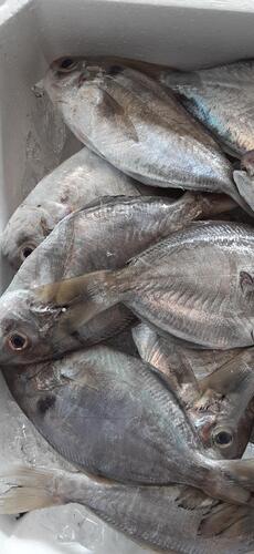 イボダイ57/60尾約6kg(底曳)【業務用の鮮魚仕入れならウーオ】