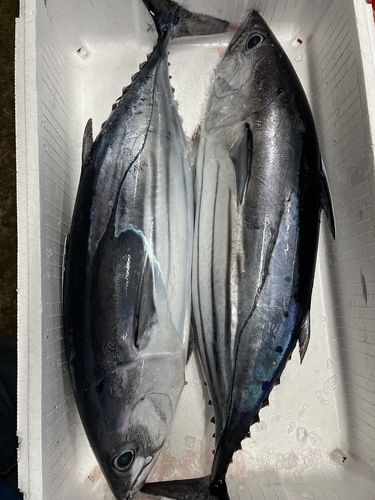 活〆カツオ2入約6.7kg(釣)【業務用の鮮魚仕入れならウーオ】