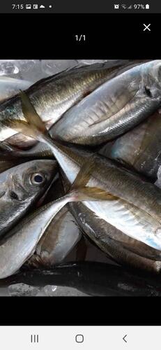 マアジ(定置) | UUUO(ウーオ)