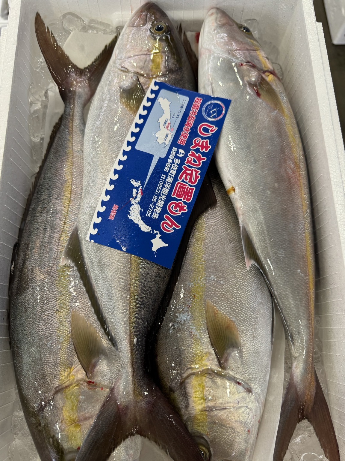 活〆カンパチ(定置)【業務用の鮮魚仕入れならウーオ】