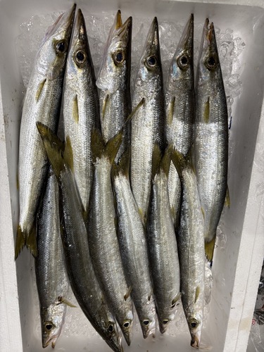 アカカマス12入約3kg(沿岸)【業務用の鮮魚仕入れならウーオ】