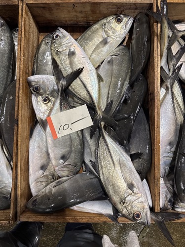 ギンガメアジ600〜700g約10kg(定置)【業務用の鮮魚仕入れならウーオ】