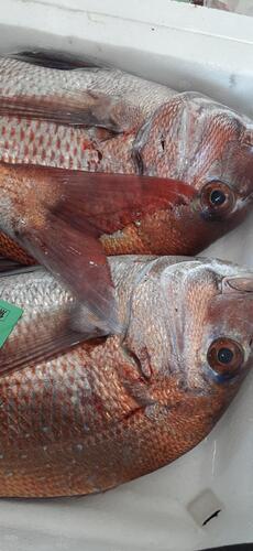 神経〆マダイ7.0kg台6入約7kg(定置)【業務用の鮮魚仕入れならウーオ】