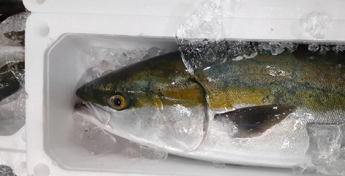 ブリ10k台1入約10kg(定置)【業務用の鮮魚仕入れならウーオ】