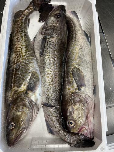 マダラ8k UP約8.3kg(底曳)【業務用の鮮魚仕入れならウーオ】