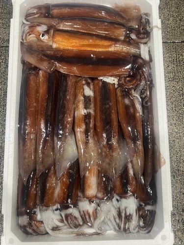 スルメイカ15/20尾約5/6kくらい18入約5.3kg(底曳)【業務用の鮮魚仕入れならウーオ】
