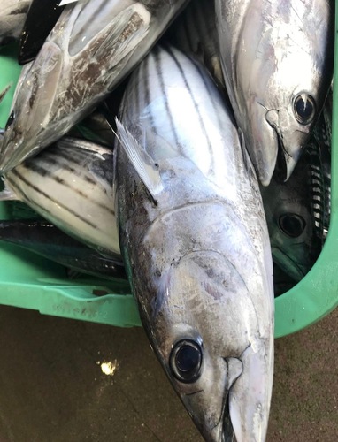 カツオ1入3/4k約3kg(巻網)【業務用の鮮魚仕入れならウーオ】